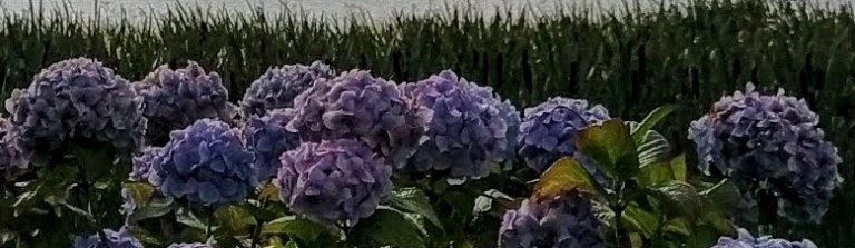 When Comes the Color